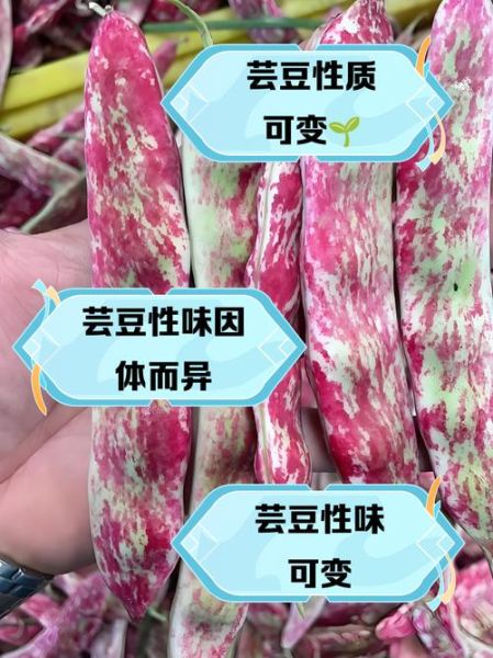 芸豆熟没熟_如何判断芸豆是否熟透-第1张图片-山城妙识