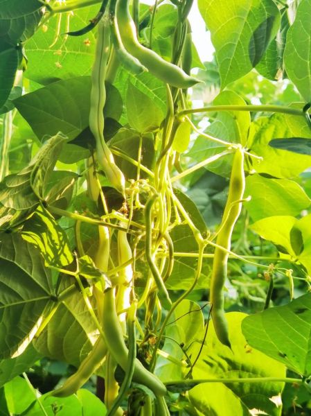 芸豆熟没熟_如何判断芸豆是否熟透-第3张图片-山城妙识