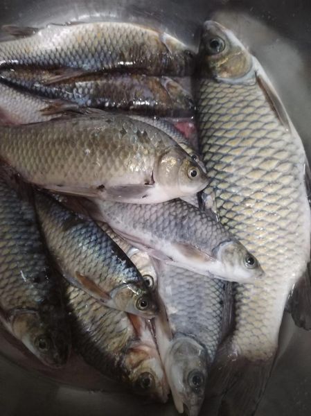 土鲮鱼图片_土鲮鱼怎么分辨真假-第3张图片-山城妙识