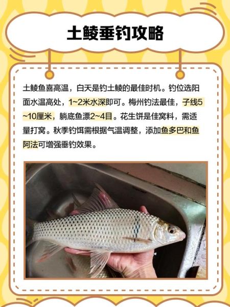 土鲮鱼图片_土鲮鱼怎么分辨真假-第1张图片-山城妙识