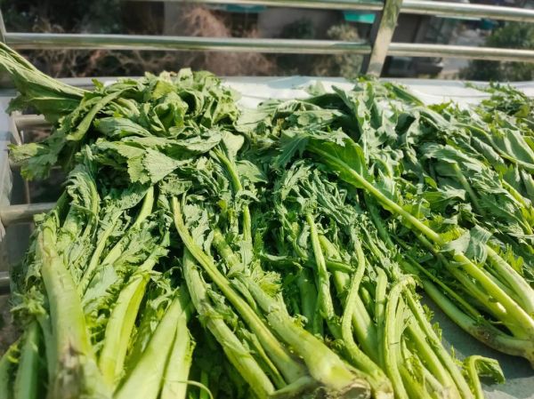 雪菜图片及价格_雪菜多少钱一斤-第3张图片-山城妙识