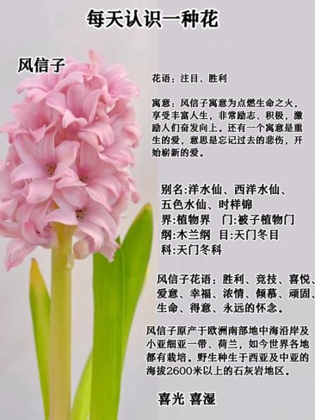 风信子花语是什么_不同颜色风信子代表什么-第1张图片-山城妙识