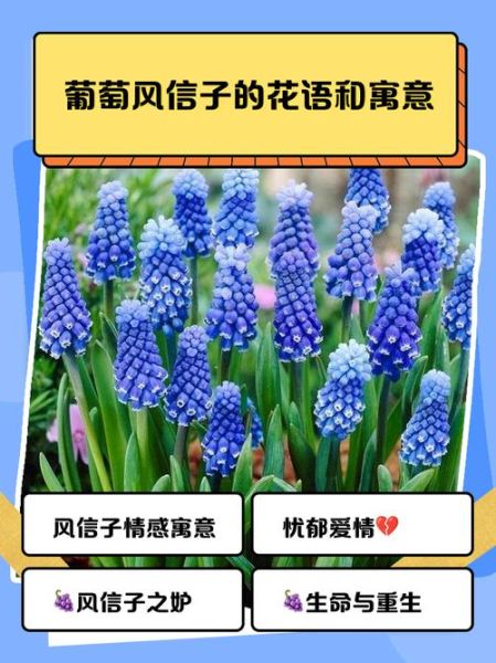 风信子花语是什么_不同颜色风信子代表什么-第2张图片-山城妙识