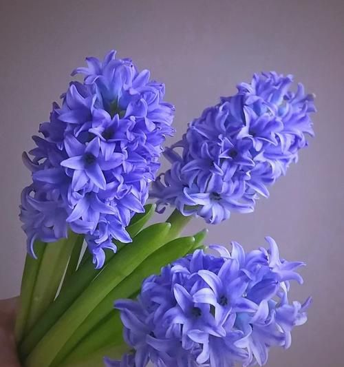 风信子花语是什么_不同颜色风信子代表什么-第3张图片-山城妙识