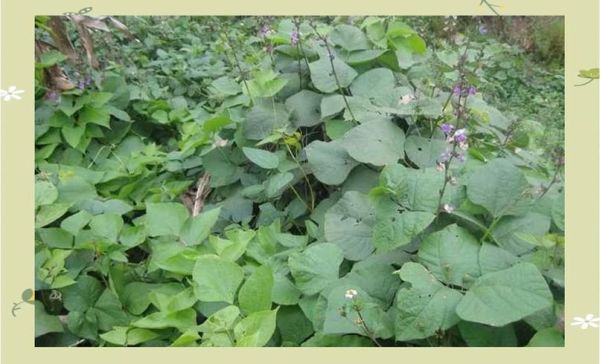 白扁豆产地哪里最好_白扁豆主产区有哪些-第2张图片-山城妙识