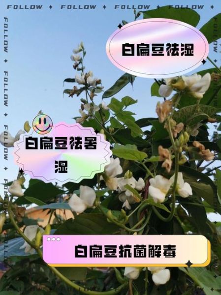 白扁豆产地哪里最好_白扁豆主产区有哪些-第1张图片-山城妙识