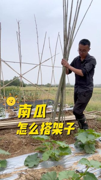 节瓜搭架用什么材料_节瓜搭架方法视频教程-第1张图片-山城妙识
