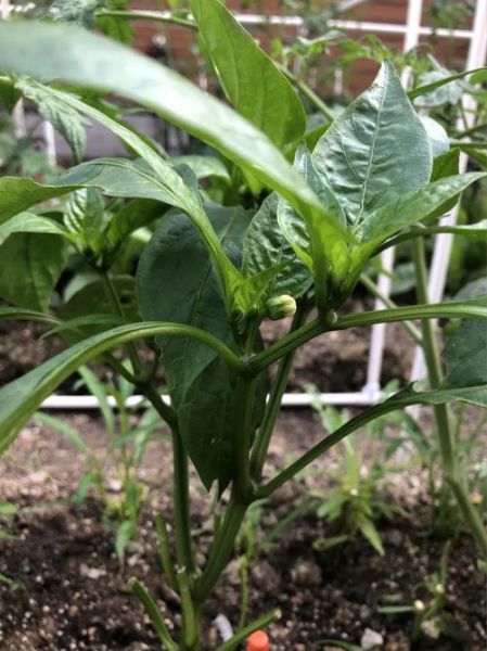 节瓜搭架用什么材料_节瓜搭架方法视频教程-第3张图片-山城妙识