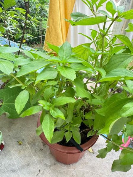 金不换草药图片_金不换草药的功效与作用-第3张图片-山城妙识