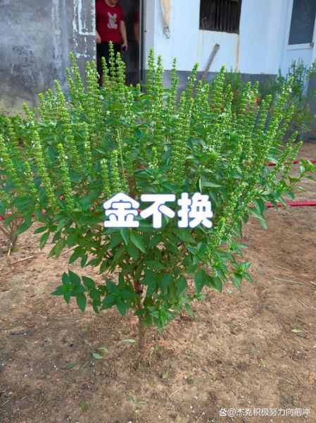 金不换草药图片_金不换草药的功效与作用-第2张图片-山城妙识