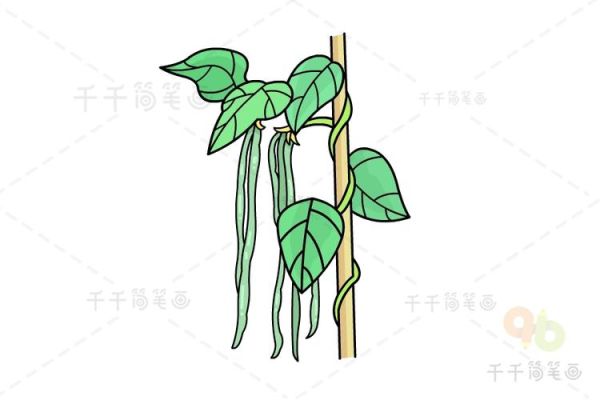 豆角卡通图片怎么画_豆角卡通简笔画教程-第2张图片-山城妙识