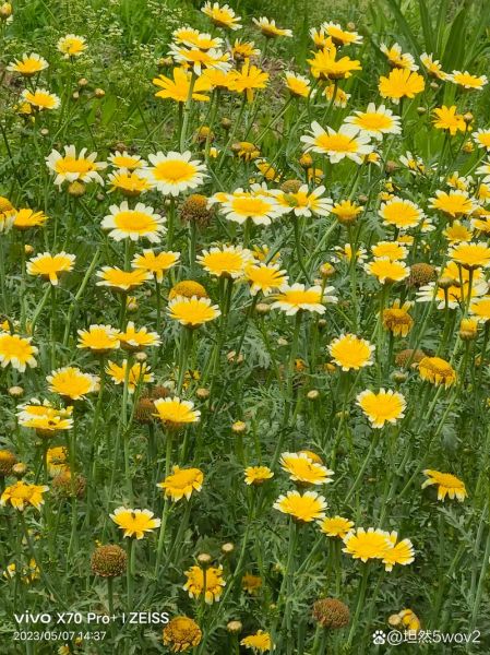 蓬蒿菊花语是什么_蓬蒿菊适合送什么人-第1张图片-山城妙识