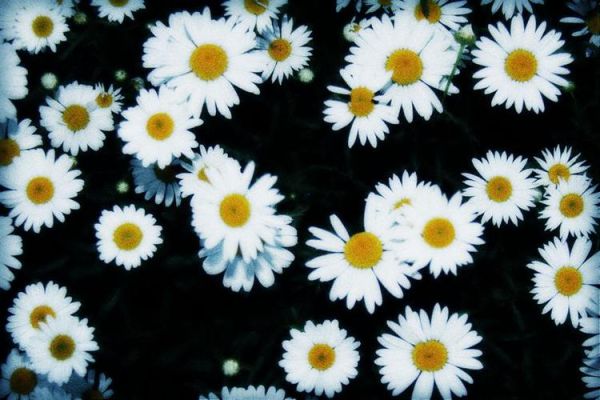 蓬蒿菊花语是什么_蓬蒿菊适合送什么人-第3张图片-山城妙识