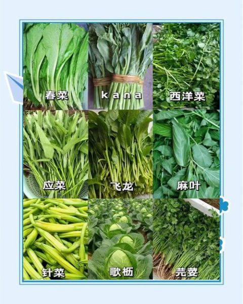 青菜类图片大全_如何快速识别常见品种-第2张图片-山城妙识 青菜类图片大全_如何快速识别常见品种-第2张图片-山城妙识
