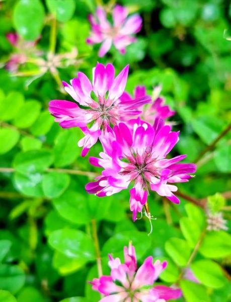 紫云英图片_紫云英花语是什么-第2张图片-山城妙识