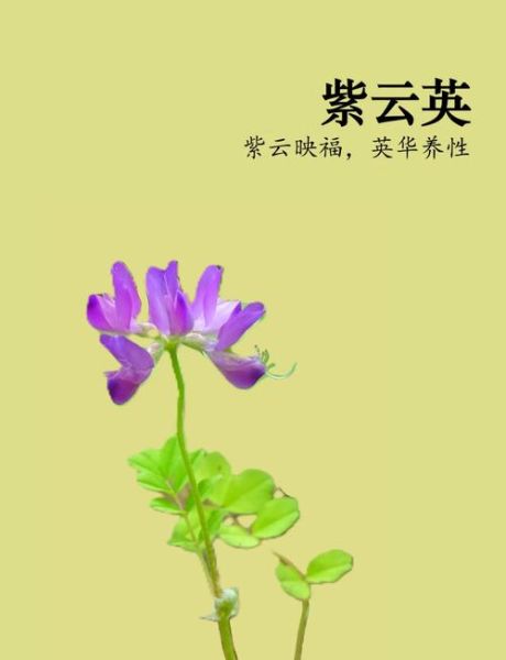 紫云英图片_紫云英花语是什么-第1张图片-山城妙识