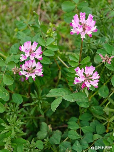 紫云英图片_紫云英花语是什么-第3张图片-山城妙识