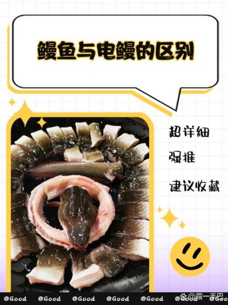 海鳝鱼和海鳗鱼的区别_哪个更好吃-第3张图片-山城妙识