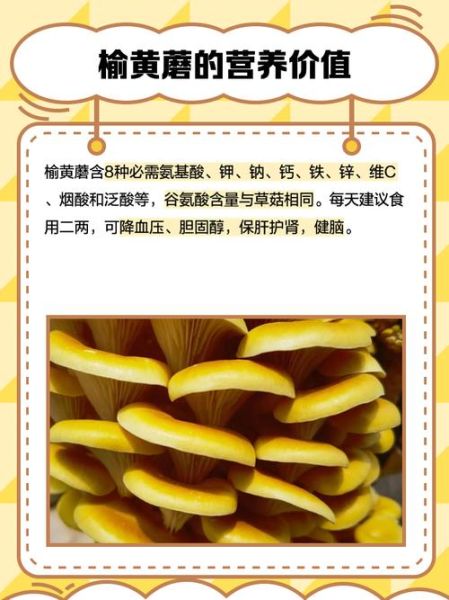 干榆黄蘑多少钱一斤_干榆黄蘑价格行情-第1张图片-山城妙识