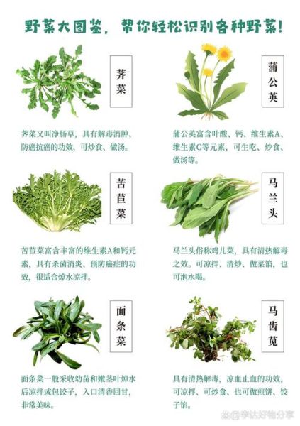 农村常见100种野菜有哪些_如何安全采摘与食用-第2张图片-山城妙识