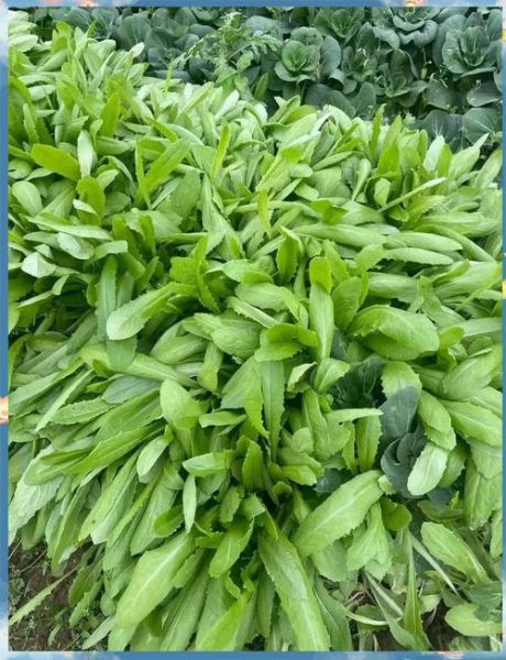 麦菜图片怎么区分_麦菜和油麦菜区别-第2张图片-山城妙识