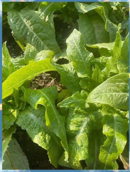 麦菜图片怎么区分_麦菜和油麦菜区别-第3张图片-山城妙识