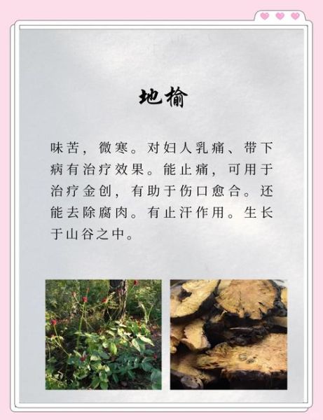 地榆图片长什么样_地榆的功效与作用有哪些-第2张图片-山城妙识