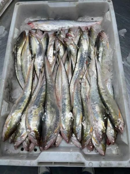 刀鱼多少钱一斤_刀鱼怎么做好吃-第3张图片-山城妙识