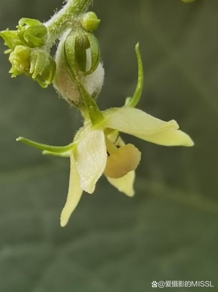 佛手瓜花图片大全集_佛手瓜花长什么样-第1张图片-山城妙识