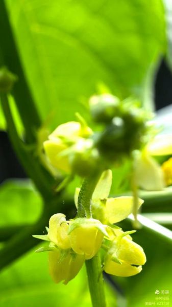 佛手瓜花图片大全集_佛手瓜花长什么样-第2张图片-山城妙识