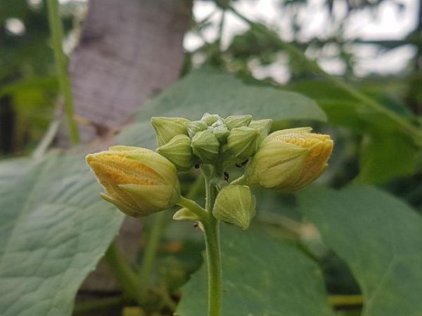 佛手瓜花图片大全集_佛手瓜花长什么样-第3张图片-山城妙识