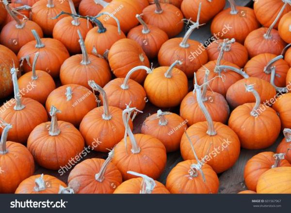 how_to_cook_pumpkin_from_scratch_is_pumpkin_healthy-第2张图片-山城妙识