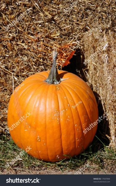 how_to_cook_pumpkin_from_scratch_is_pumpkin_healthy-第1张图片-山城妙识