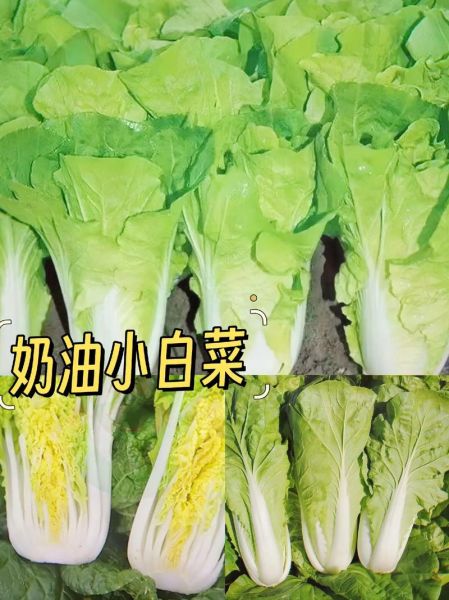 奶油小白菜怎么做_奶油小白菜需要焯水吗-第1张图片-山城妙识