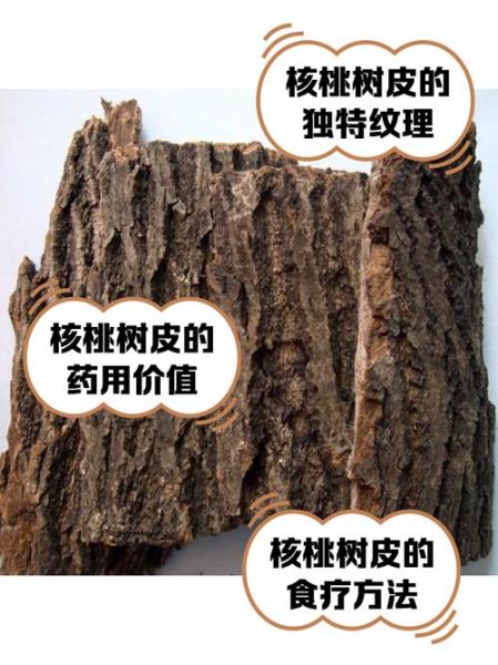 核桃树皮煮水治肿瘤吗_核桃树皮怎么用-第1张图片-山城妙识 核桃树皮煮水治肿瘤吗_核桃树皮怎么用-第1张图片-山城妙识