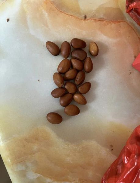 松仁多少钱一斤_松仁价格为什么差距大-第1张图片-山城妙识