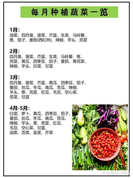 常见蔬菜种类大全_哪些蔬菜适合家庭种植-第3张图片-山城妙识 常见蔬菜种类大全_哪些蔬菜适合家庭种植-第3张图片-山城妙识