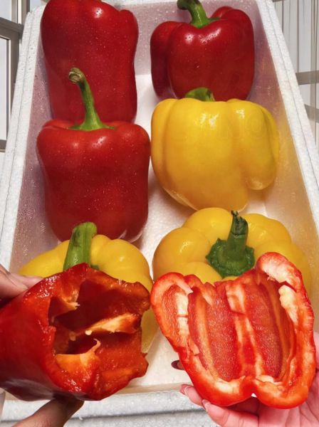 五彩椒的功效与作用_五彩椒怎么吃最营养-第2张图片-山城妙识