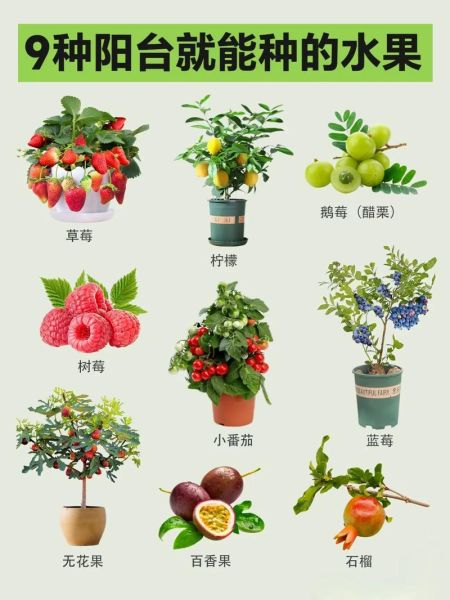 热带水果名称大全集_哪些水果适合家庭盆栽-第1张图片-山城妙识