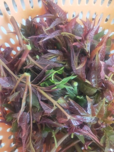 冻香椿怎么做好吃_冻香椿解冻后还能炒吗-第3张图片-山城妙识