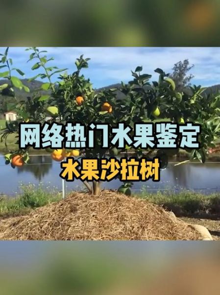 水果沙拉树怎么做_水果沙拉树好吃吗-第1张图片-山城妙识