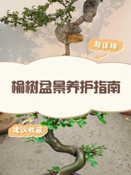 榆树怎么养_榆树盆景多久浇一次水-第2张图片-山城妙识