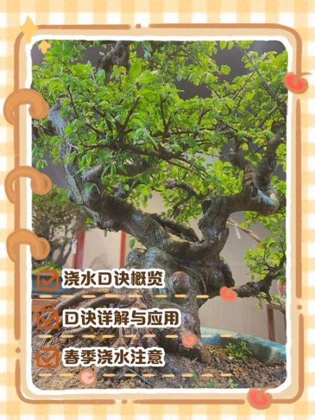 榆树怎么养_榆树盆景多久浇一次水-第1张图片-山城妙识