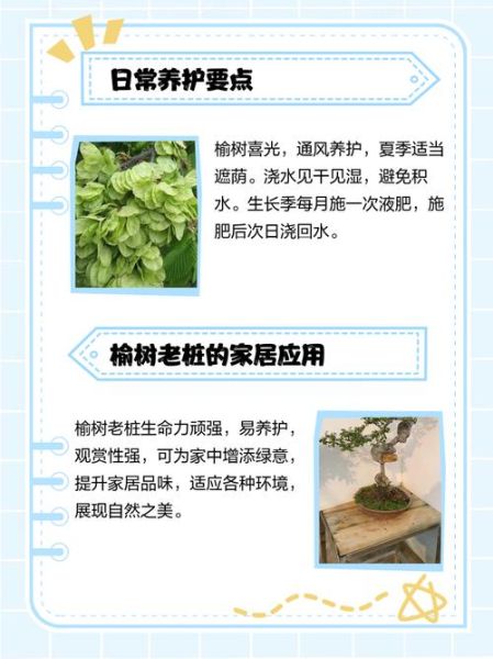 榆树怎么养_榆树盆景多久浇一次水-第3张图片-山城妙识