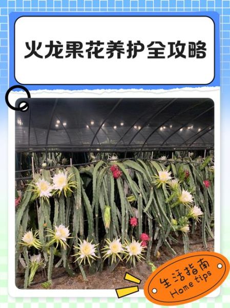 火龙果花有什么功效_火龙果花的作用有哪些-第2张图片-山城妙识