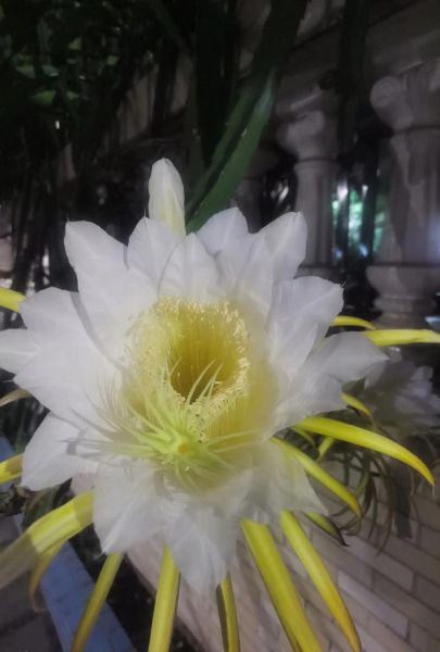 火龙果花有什么功效_火龙果花的作用有哪些-第3张图片-山城妙识