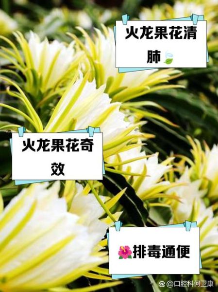 火龙果花有什么功效_火龙果花的作用有哪些-第1张图片-山城妙识