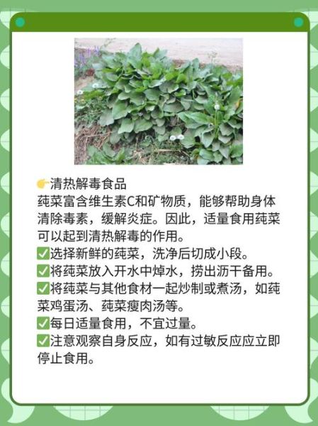 莼菜图片_莼菜的功效与作用有哪些-第1张图片-山城妙识