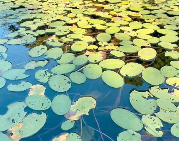 莼菜图片_莼菜的功效与作用有哪些-第3张图片-山城妙识