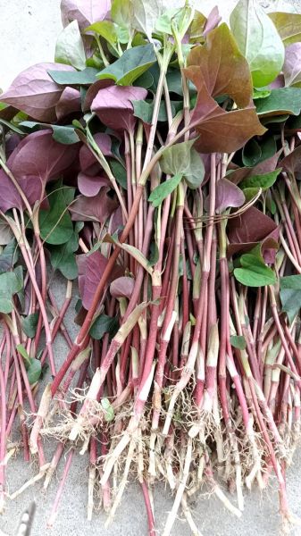 莼菜图片_莼菜的功效与作用有哪些-第2张图片-山城妙识